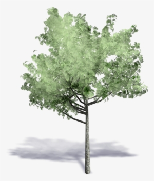 Generic Summer Tree - Tree Axonometric Png - Free Transparent PNG ...