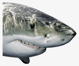 Sharks Fathead - Fathead Shark - Free Transparent PNG Download - PNGkey