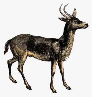 Download Tiff* File - Drawing - Free Transparent PNG Download - PNGkey