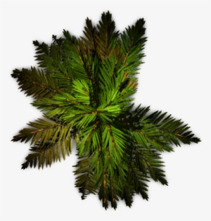 Tree Plan View Png Images - Palm Tree Top View Png - Free Transparent ...