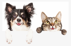 Pet Relocation - Dog And Cat Png - Free Transparent PNG Download - PNGkey