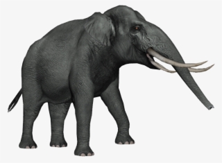 Sulawesi Dwarf Elephant 1 - Elephas Hysudrindicus - Free Transparent ...