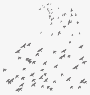 Flock - Free Transparent PNG Download - PNGkey