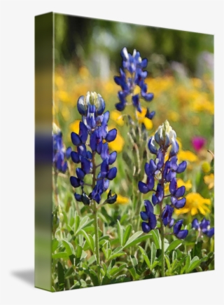 Graphic Freeuse Stock Bluebonnets Drawing Single - Free Transparent PNG ...
