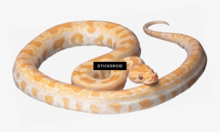 Змея Snake - Orange And White Snake - Free Transparent PNG Download ...