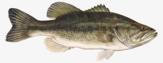 Largemouth Bass - Large Mouth Bass - Free Transparent PNG Download - PNGkey