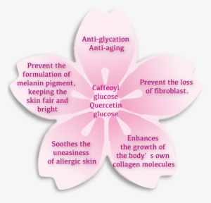 Cherry Blossom Extract - Sakura Extract For Skin - Free Transparent PNG ...