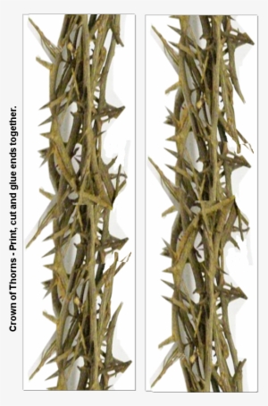 Thorns Transparent Png - Transparent Thorns Png - Free Transparent PNG ...