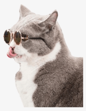 Cool Cat Transparent - Free Transparent PNG Download - PNGkey