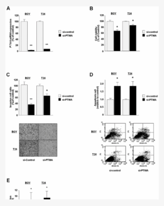 Loss Of Function Study, Apoptosis Assay, And Caspase-3/7 - Diagram ...