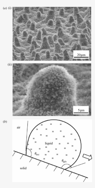And (ii)) Scanning Electron Microscope (sem) Image - Free Transparent ...