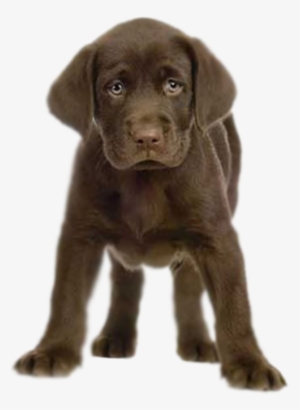 Puppy Transparent Png - Chocolate Lab - Free Transparent PNG Download ...