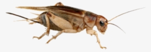 Cricket Insect Transparent Background - Free Transparent PNG Download ...