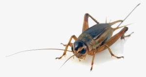 Cricket Insect Transparent Background - Free Transparent PNG Download ...