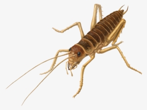 Cricket Insect Png Images - Nz Weta Png - Free Transparent PNG Download ...