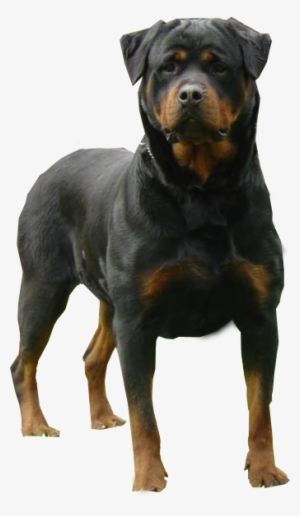 Rottweiler PNG, Transparent Rottweiler PNG Image Free Download - PNGkey