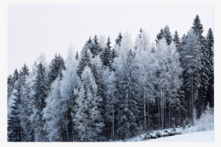 Forest Freetoedit - Tree Line - Free Transparent PNG Download - PNGkey