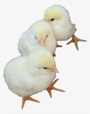 Baby Chicks - Chicken - Free Transparent PNG Download - PNGkey