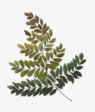 Large Fern - Minecraft Large Fern - Free Transparent PNG Download - PNGkey