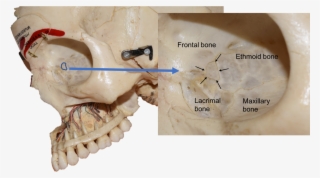 Nasion Bone - Free Transparent PNG Download - PNGkey