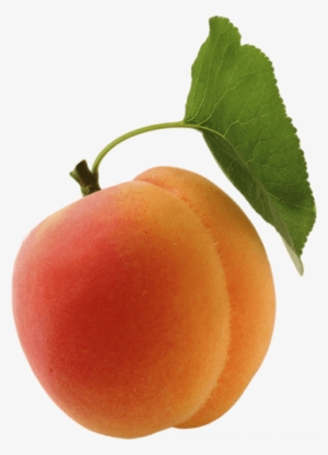 Apricot Png - Free Transparent PNG Download - PNGkey