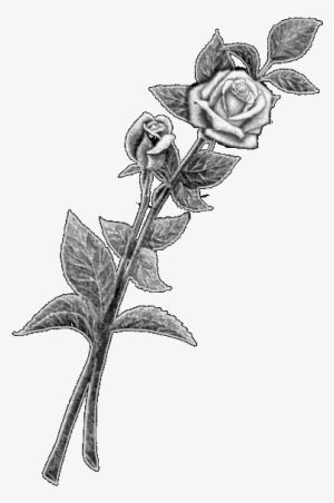 Insert Your Own - Drawing - Free Transparent PNG Download - PNGkey