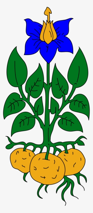 Heraldic Potato Plant - Potato Plant Clip Art - Free Transparent PNG ...