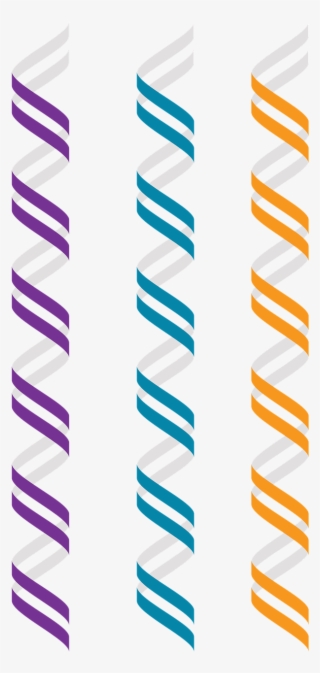 Z Dna,left Handed Double Helix,alternate Geometry,free - Nucleic Acid ...