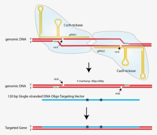 Crisprhdr - Off Target Mutation - Free Transparent PNG Download - PNGkey