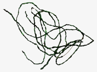 Papua New Guinea, St Matthias Islands, String Of Beetles' - St Matthias ...