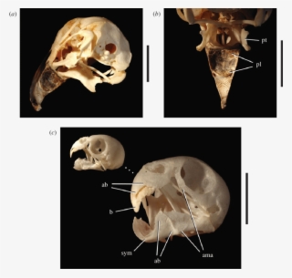 Beak Morphology In Psittaciform Birds - Parrot - Free Transparent PNG ...