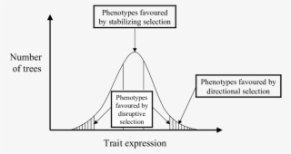 Bell Curve PNG, Transparent Bell Curve PNG Image Free Download - PNGkey