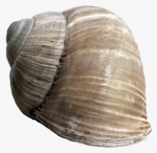 Mussel Shell - Baltic Clam - Free Transparent PNG Download - PNGkey