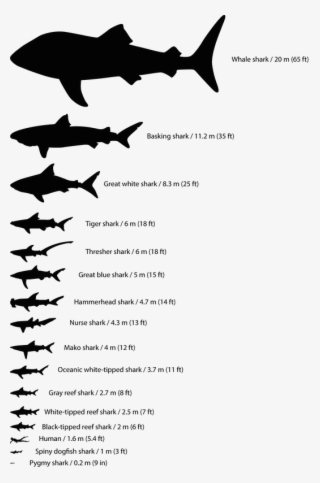 fig - 1 - 13 - Maximum Sizes - Sharks Name - Free Transparent PNG ...