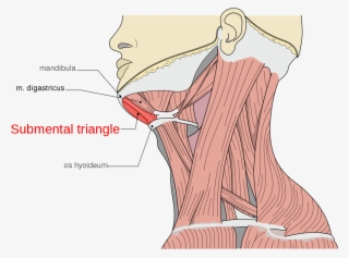 Download - Submental Triangle - Free Transparent PNG Download - PNGkey