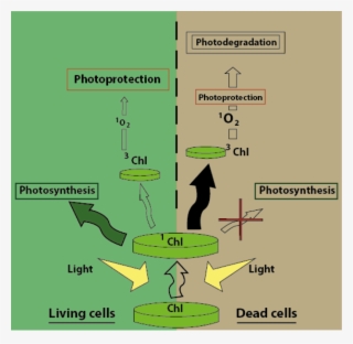Process Of Photodegradation In Living And Dead (right ...