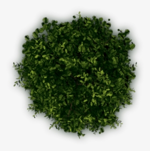 The Gallery For > Shrub Png Plan - Shrubs In Plan Png - Free ...