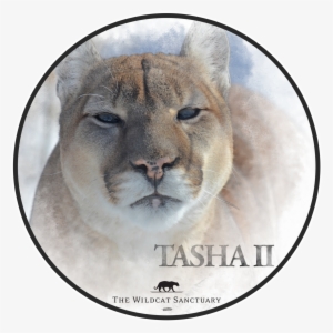 Cch Reticle 360x360 - Leupold Mark 5 Reticles - Free Transparent PNG ...