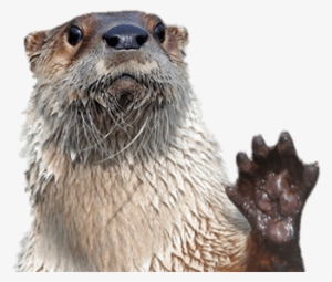 Animals - Otters - Hello From The Otterside - Free Transparent PNG ...