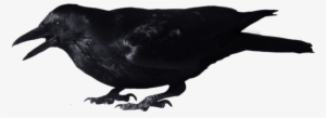 Crow Flying Png - Crow With Transparent Background - Free Transparent ...