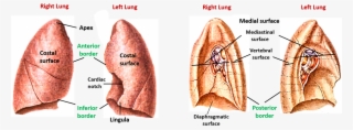 Lungs Anatomy Qa Apex Of Axilla Base Of Axilla - Free Transparent PNG ...