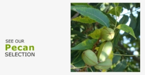 Nolin River Nut Tree Nursery - Nut Trees In Kentucky - Free Transparent ...