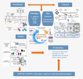 Translate The Cdi Model To Infection With Bacillus - Free Transparent ...