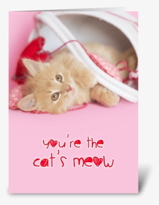 Meow PNG, Transparent Meow PNG Image Free Download - PNGkey