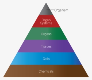 Diagram Of A Six-layer Pyramid To Represent The Hierarchical - Triangle ...