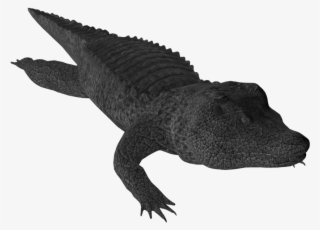 Png Free Download Crocodile Clipart Small Alligator - Free Transparent ...