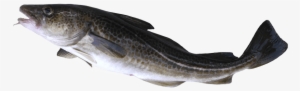 Cod - Pacific Cod - Free Transparent PNG Download - PNGkey