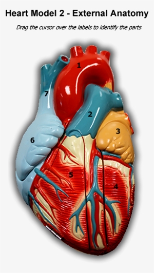 Heart 2 - External Anatomy - Human Anatomy Png Png - Free Transparent ...