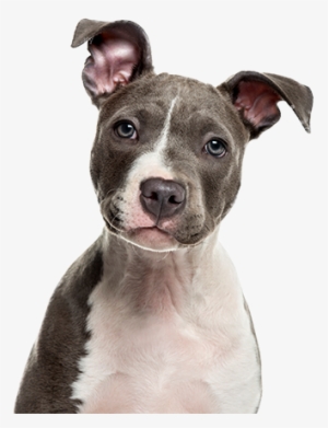 Cute Dog - American Staff - Free Transparent PNG Download - PNGkey