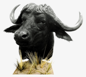 Free Png African Buffalo Png Png Images Transparent - Pennsylvania ...